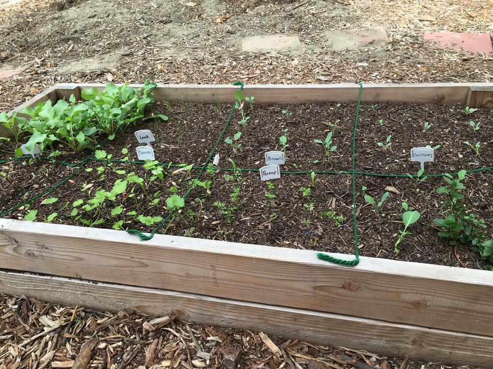 Learning Garden – PROGRAMS – 10th Street Elementary