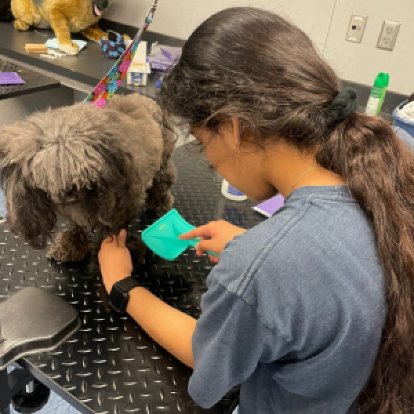 Advanced Pet Health & Grooming – Health Sciences – Southern California ...