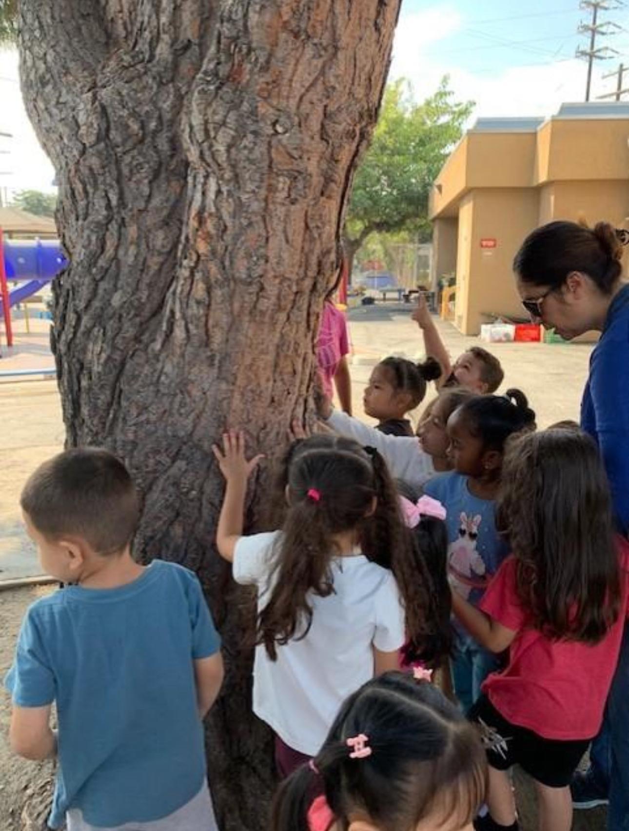 Tree Study – Tree study – Gates Street Early Education Center