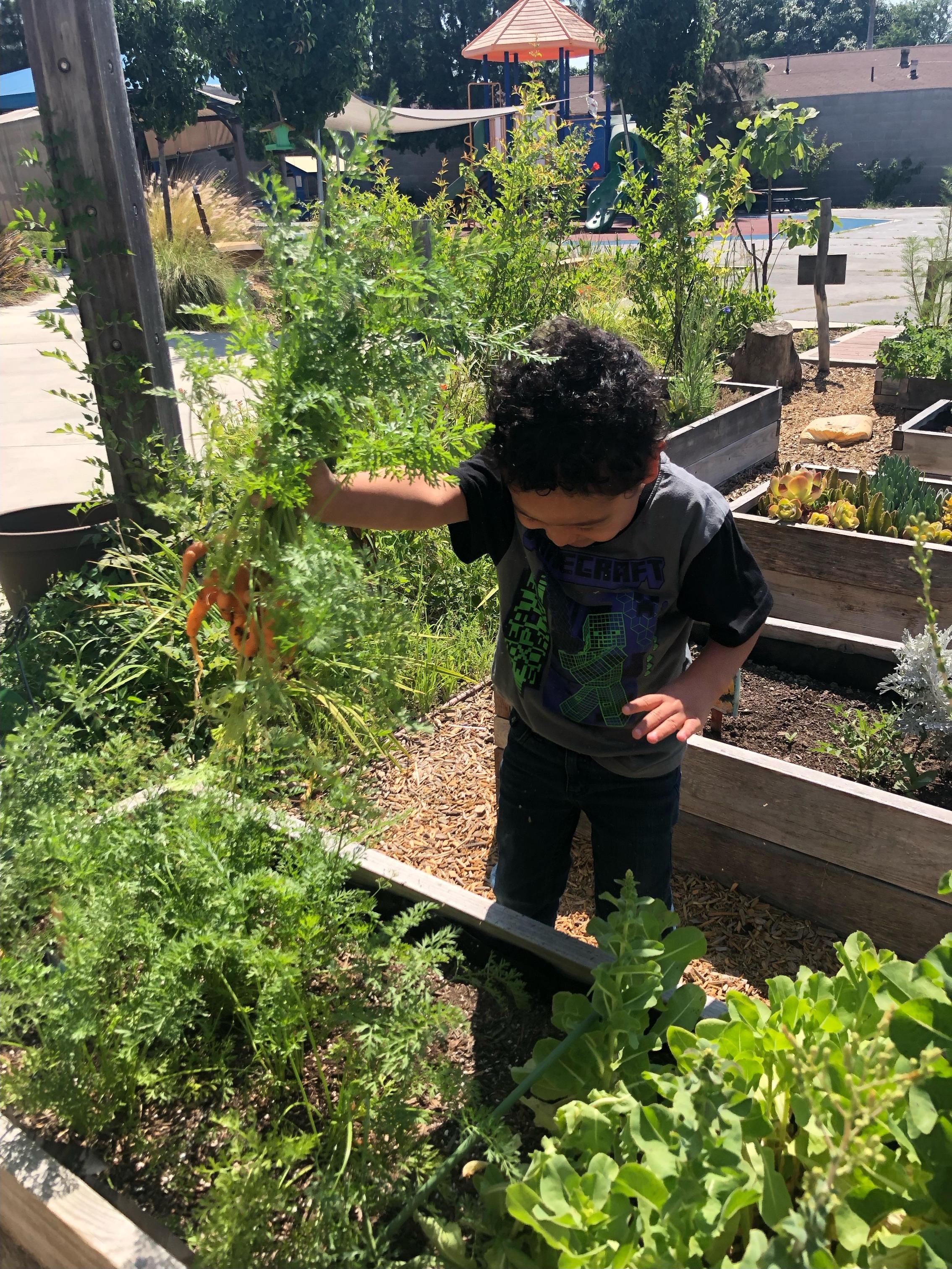 Gardening Study – Curriculum – Jaime Escalante Early Education Center
