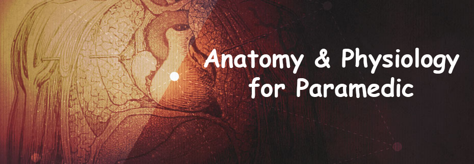 Anatomy & Physiology – Paramedic – Gordon Cooper Technology Center