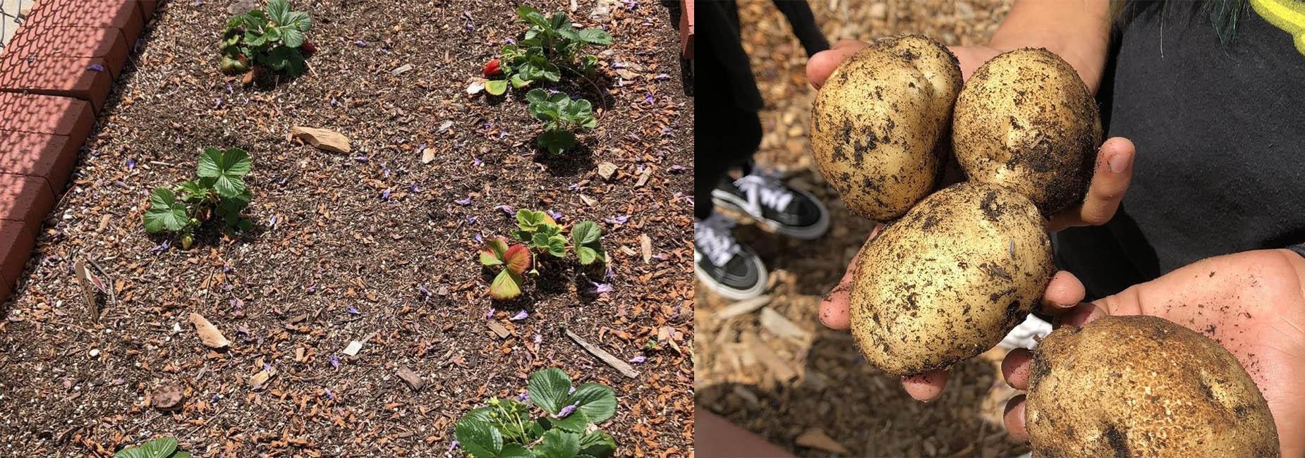 Caroldale Learning Community