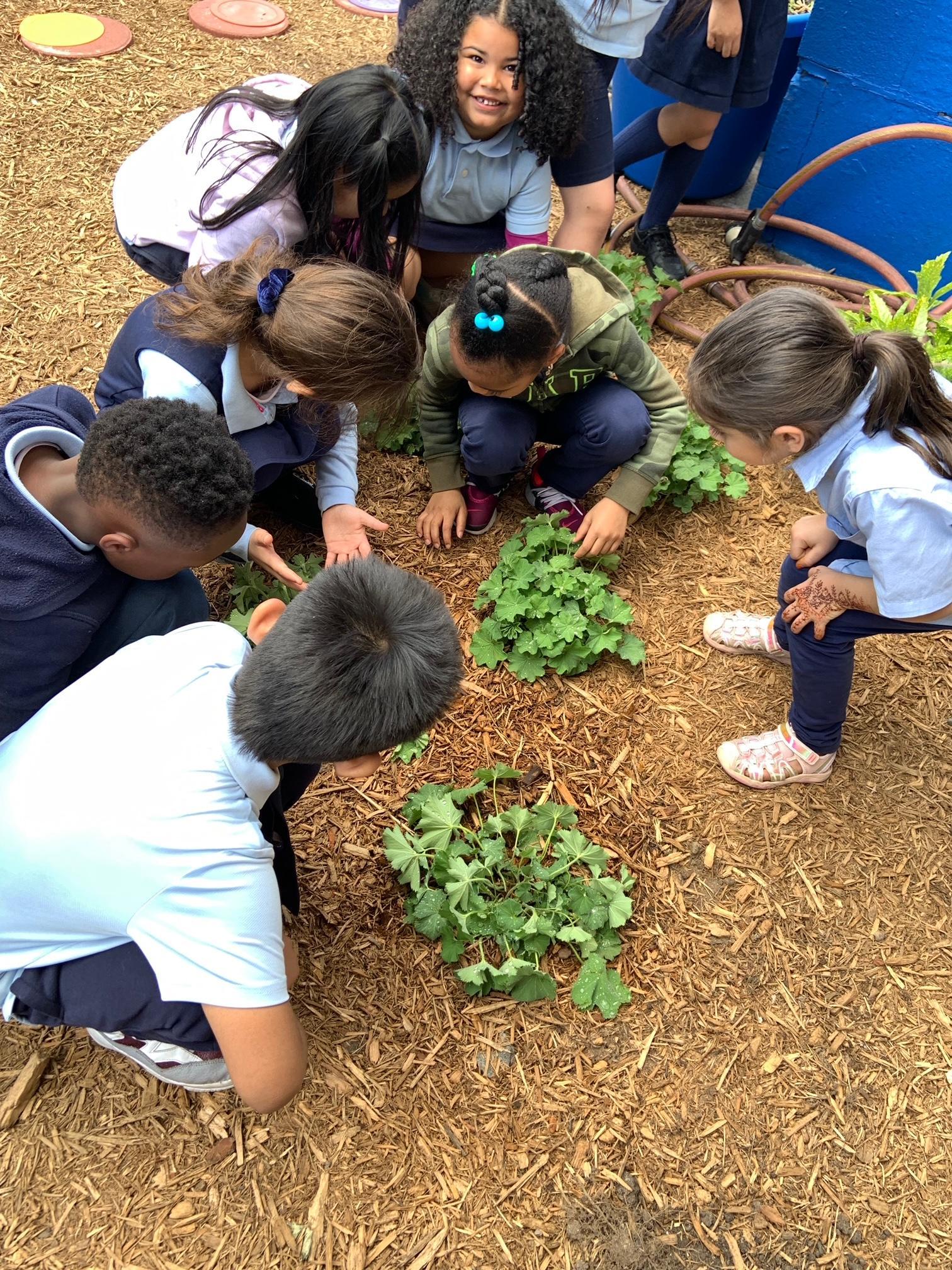 Our Projects – Academics – Dr. Paul Rafalides School, PS #33