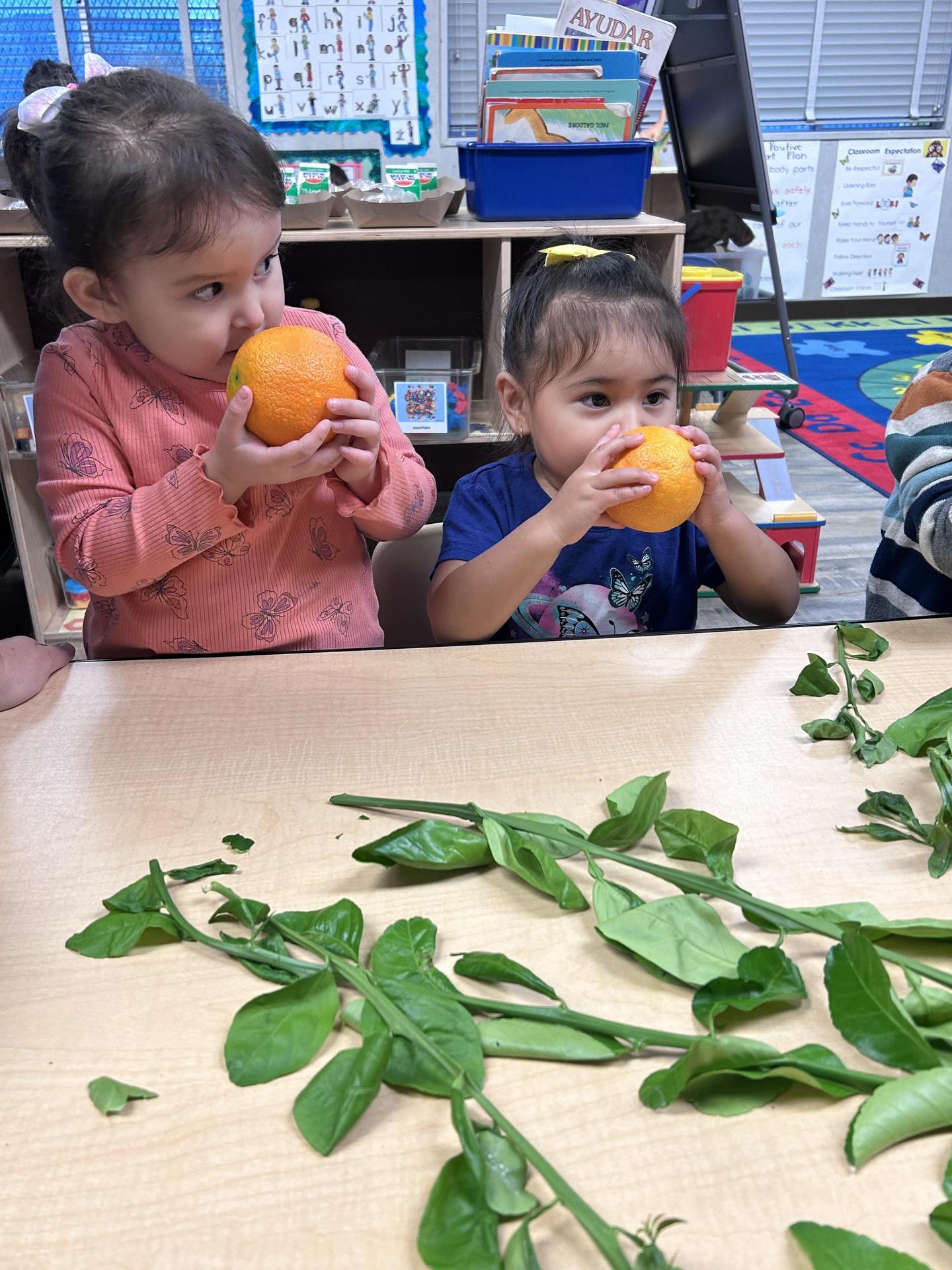 Trees Study – Curriculum – Murchison Early Education Center