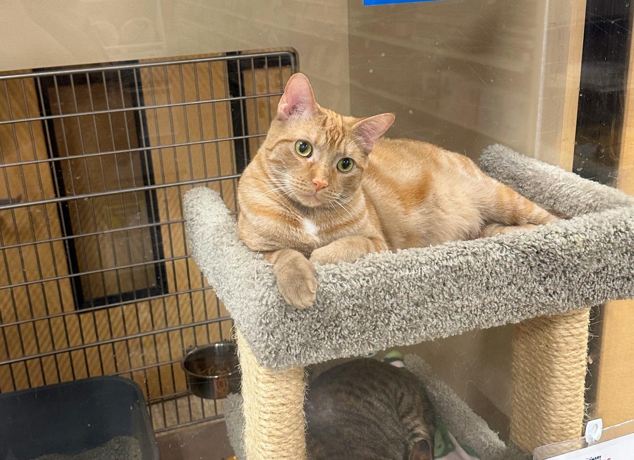 Pets Study – Pet Study – Gates Street Early Education Center
