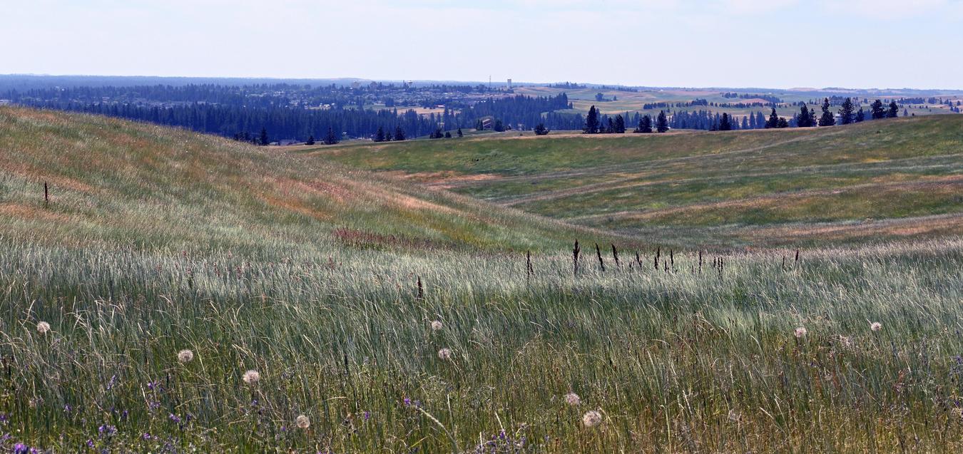 Cheney School District