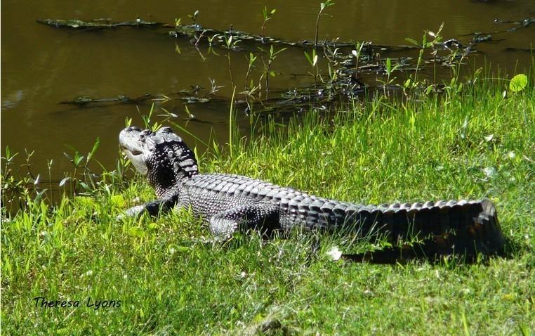 Jefferson Davis Parish Schools