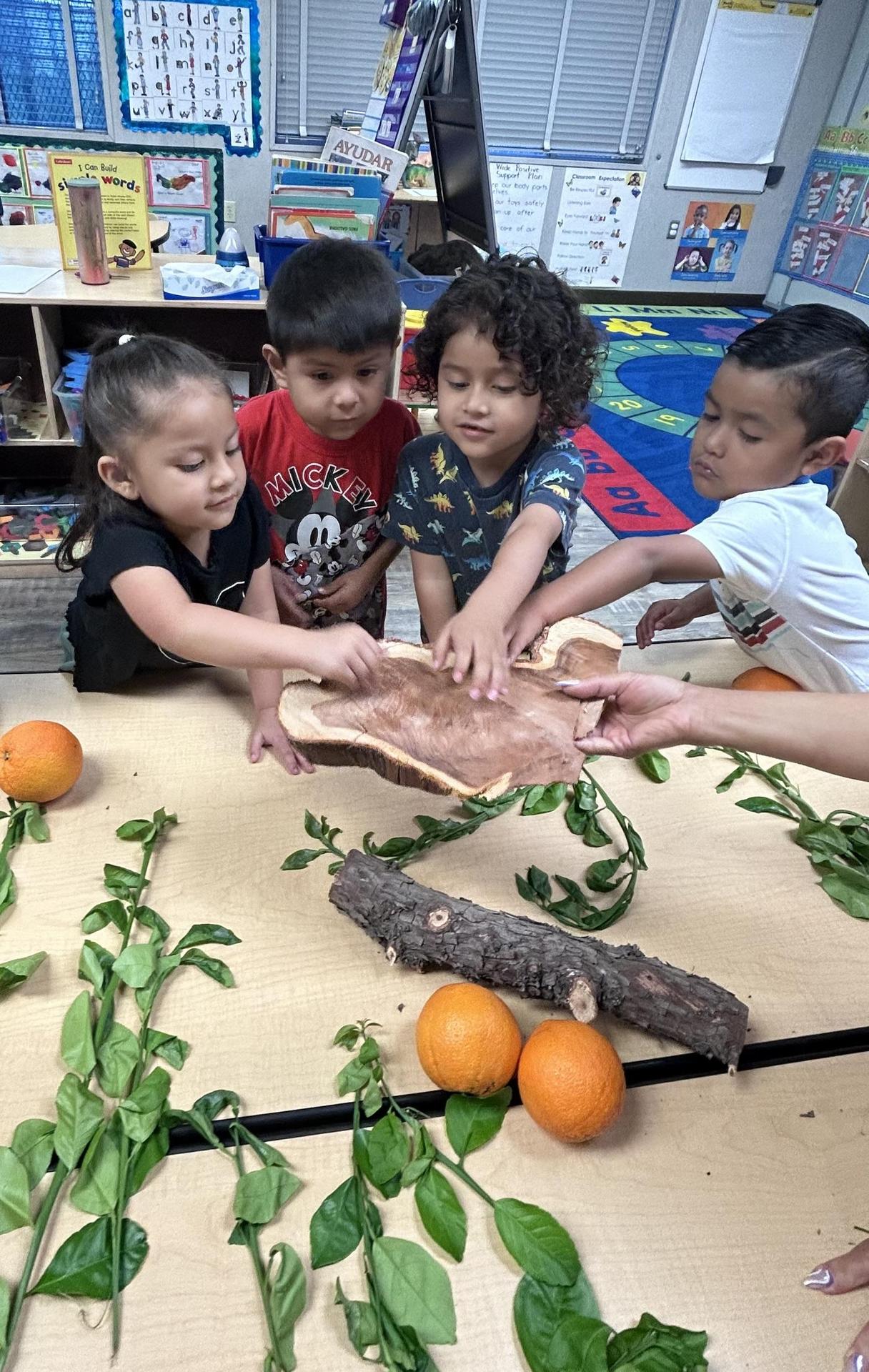 Trees Study – Curriculum – Murchison Early Education Center