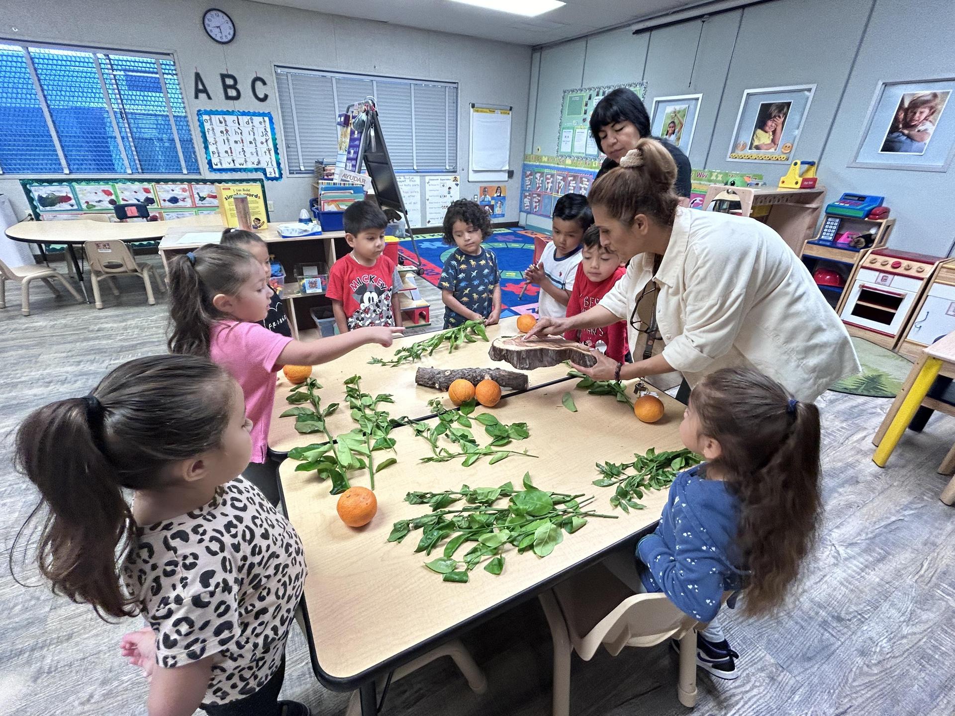 Trees Study – Curriculum – Murchison Early Education Center