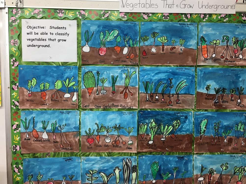 Learning Garden – PROGRAMS – 10th Street Elementary