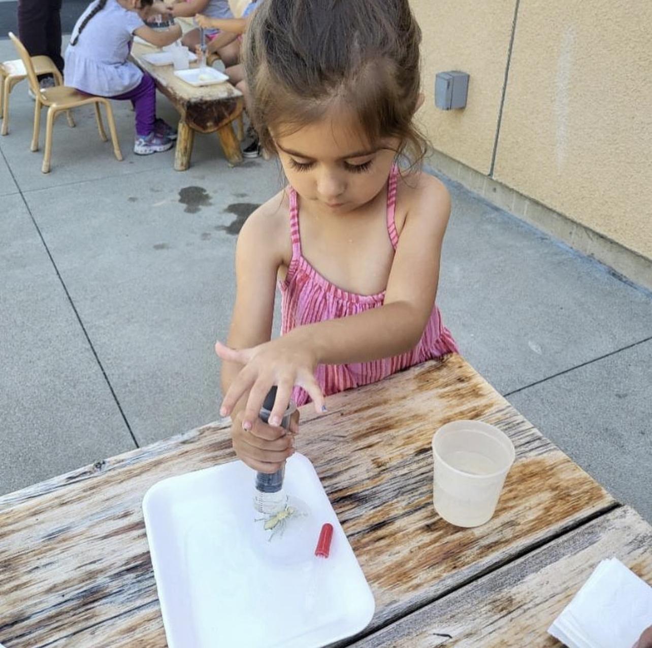 Insects Study – Curriculum – Jaime Escalante Early Education Center