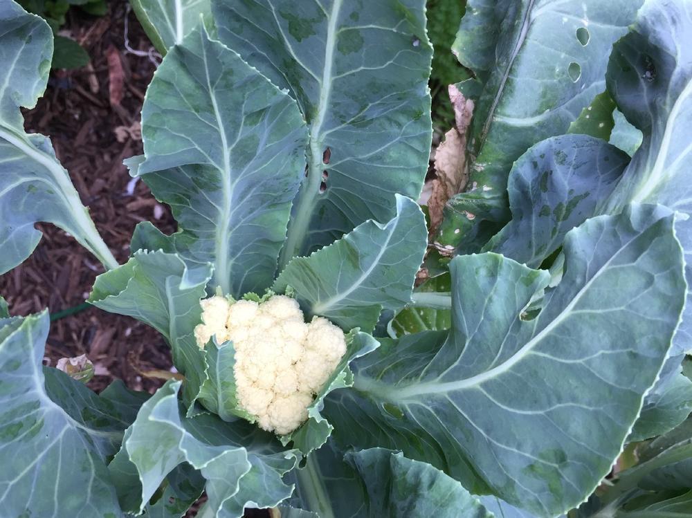 Learning Garden – PROGRAMS – 10th Street Elementary