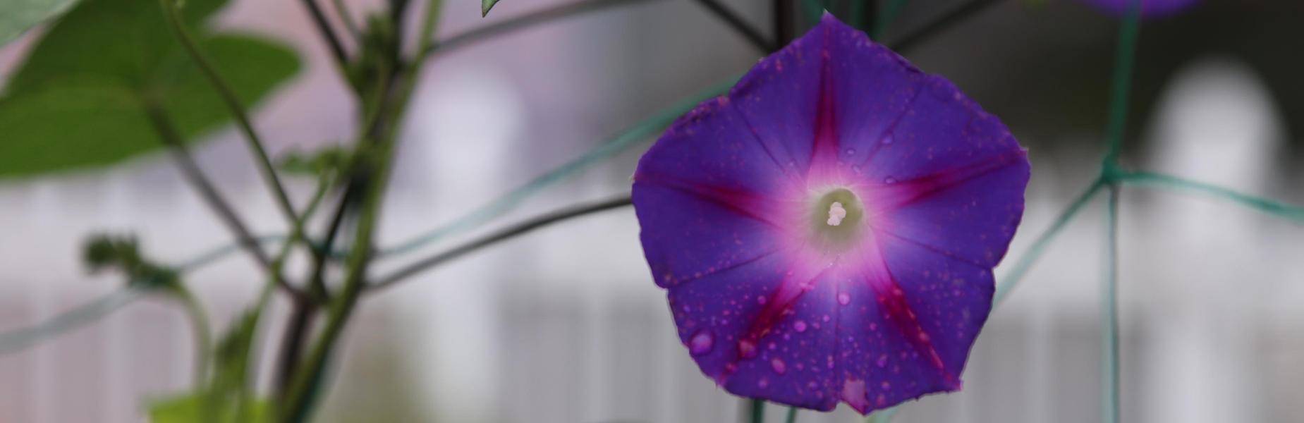 Repetto Elementary School