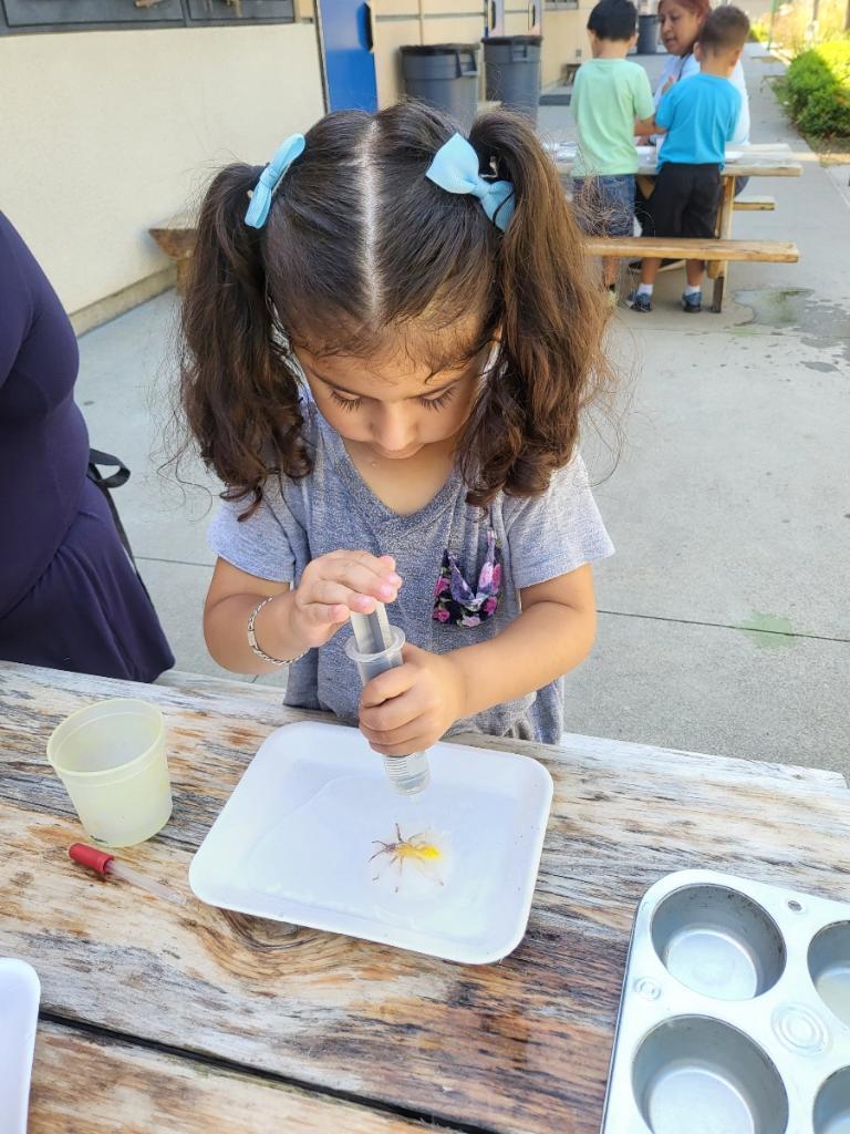 Insects Study – Curriculum – Jaime Escalante Early Education Center