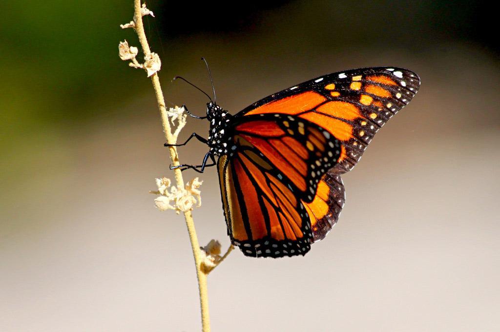 Monarch Butterfly Waystation – Walgrove Wildlands – Walgrove Avenue ...