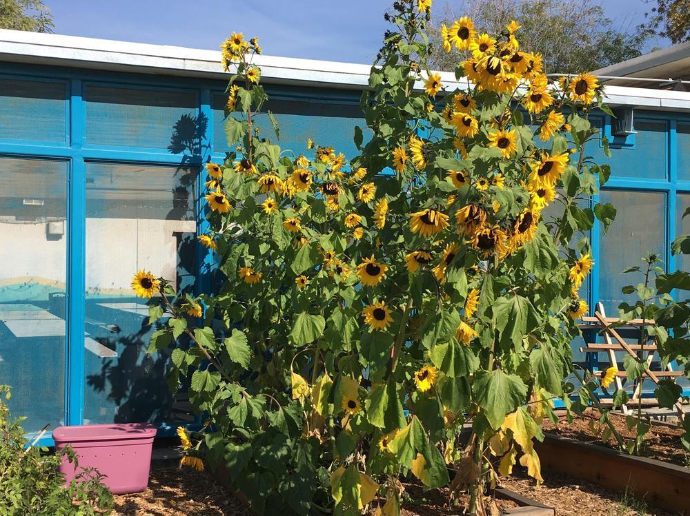 Learning Garden – PROGRAMS – 10th Street Elementary