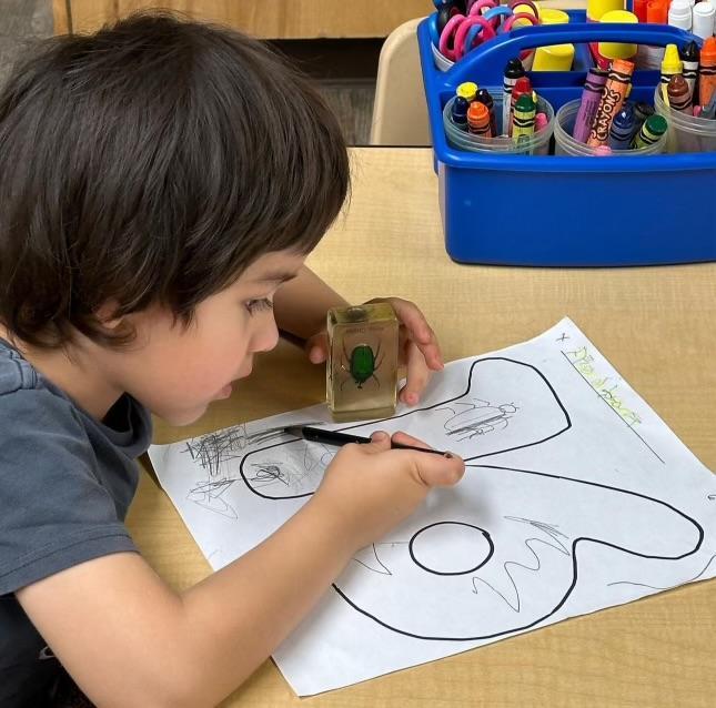 Insect Study – Curriculum – Murchison Early Education Center