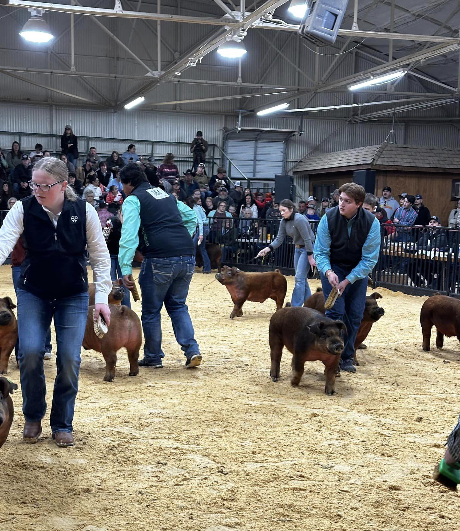 Frenship FFA Represents at Lubbock County Livestock Show | Frenship ISD